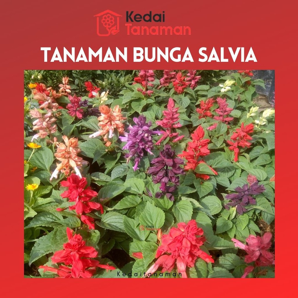 Jual Tanaman Hias Bunga Salvia Berbunga ( Sedia 4 Warna) | Shopee Indonesia