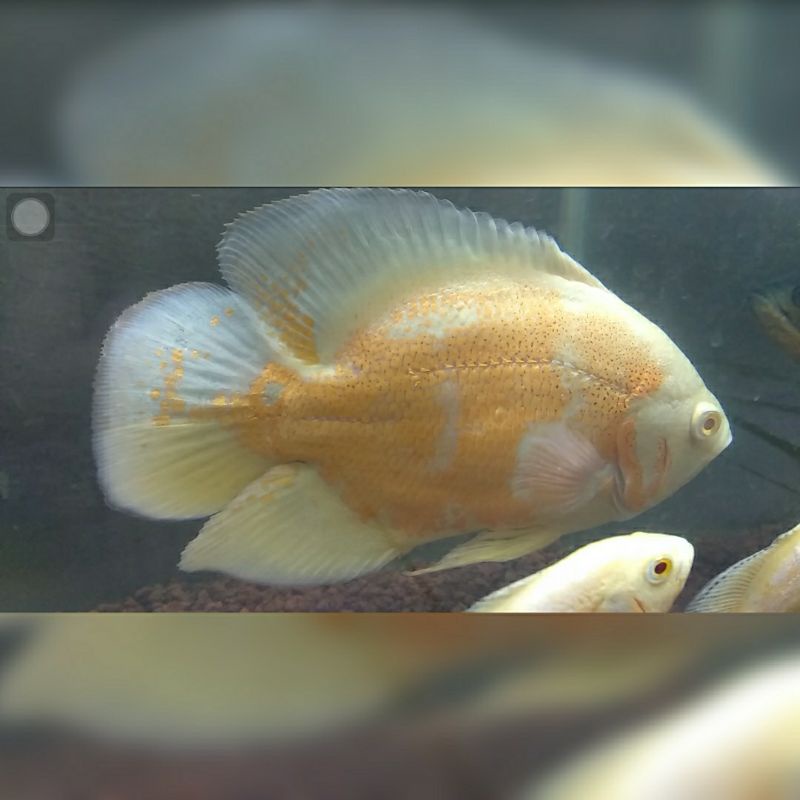 Jual Oscar Tiger albino Import | Shopee Indonesia