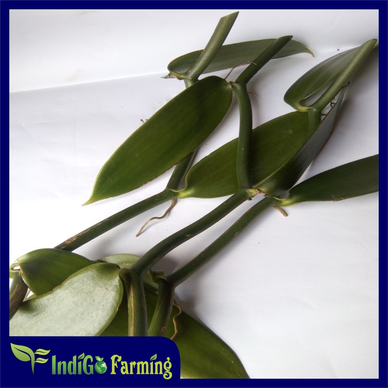 Jual Bibit Vanilla Planifolia / Vanilli / Vanili / Panili | Shopee ...