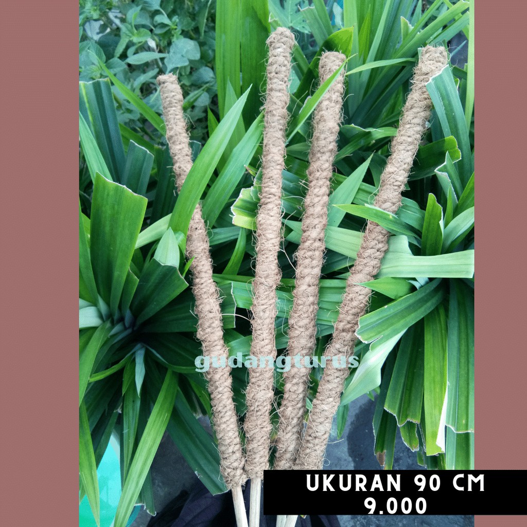 Jual Turus 90 cm 9Rb Diameter 2 cm - Turus Kayu - Tongkat Penegak ...
