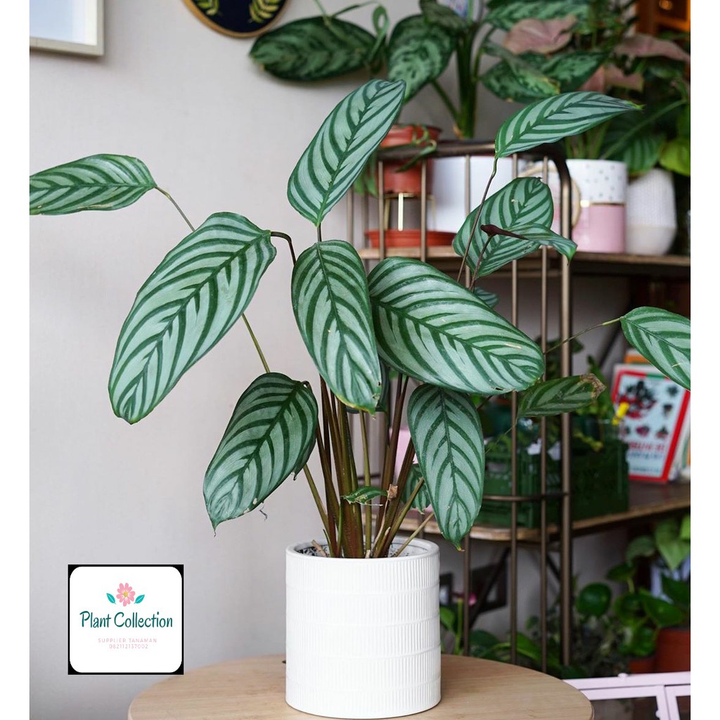 Jual TANAMAN HIAS CALATHEA CTENANTHE SETOSA | Shopee Indonesia