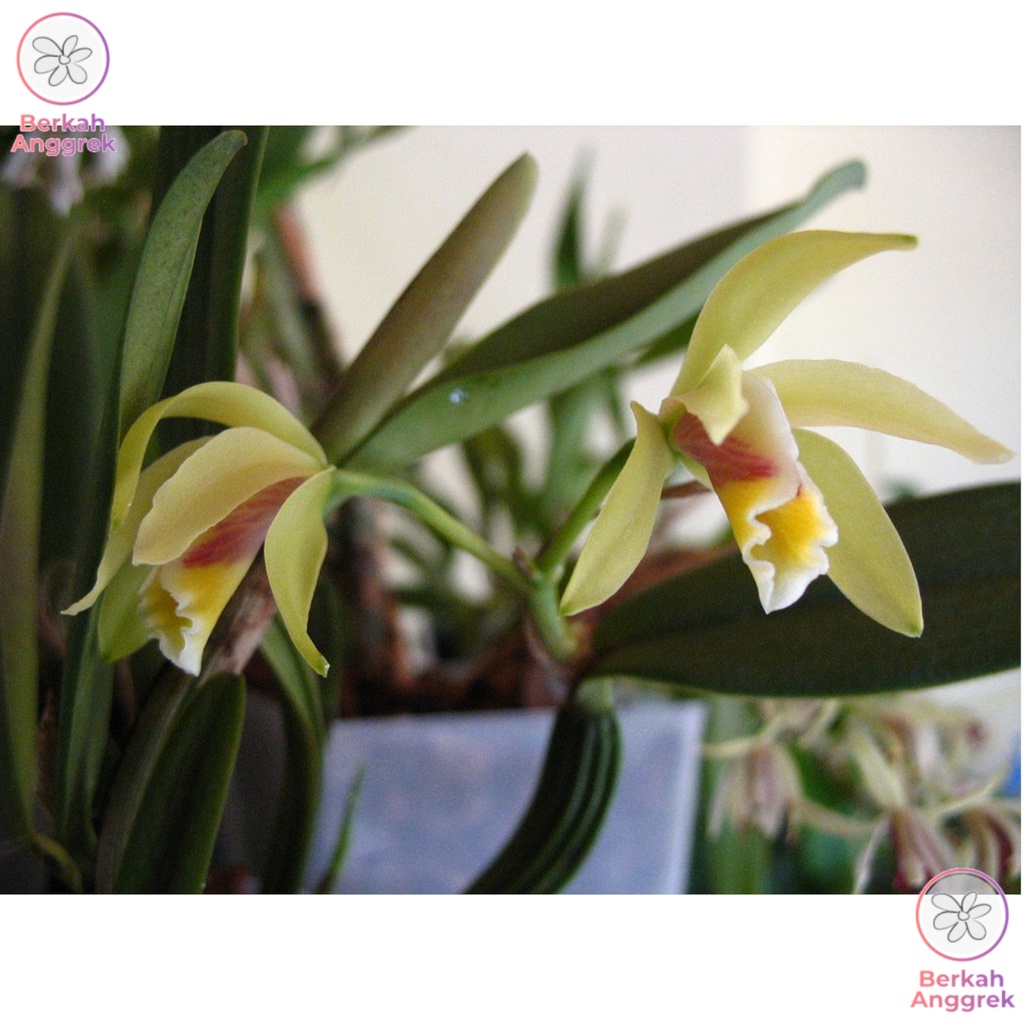Jual Catleya Seedling Cattleya Anggrek Cattleya | Shopee Indonesia