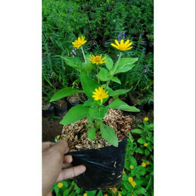 Jual Promo Grosir!! Tanaman Matahari Mini Tanaman Bunga Kolget | Shopee ...