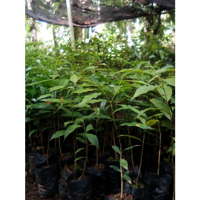 Jual PROMO BIBIT KAYU GAHARU 30 CM UP - KAYU GAHARU - POHON GAHARU ...