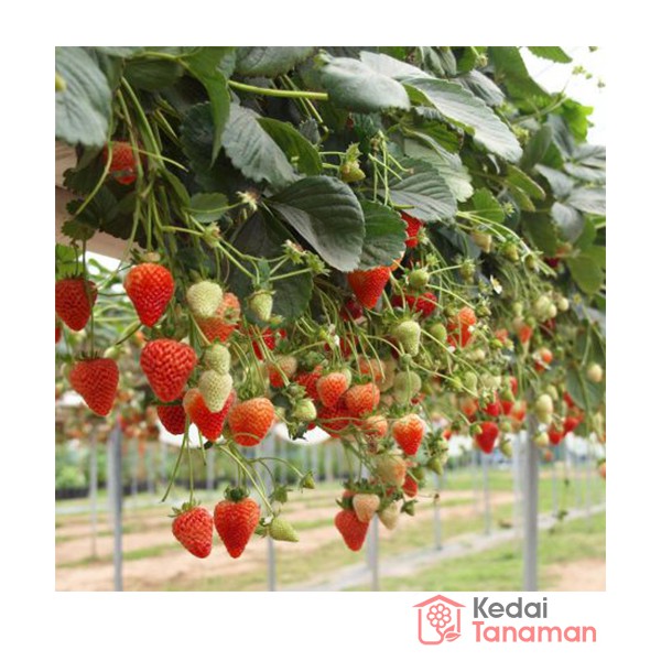 Jual Tanaman Bibit Buah STRAWBERRY SUDAH BERBUAH ( Merlan, Mencer ...