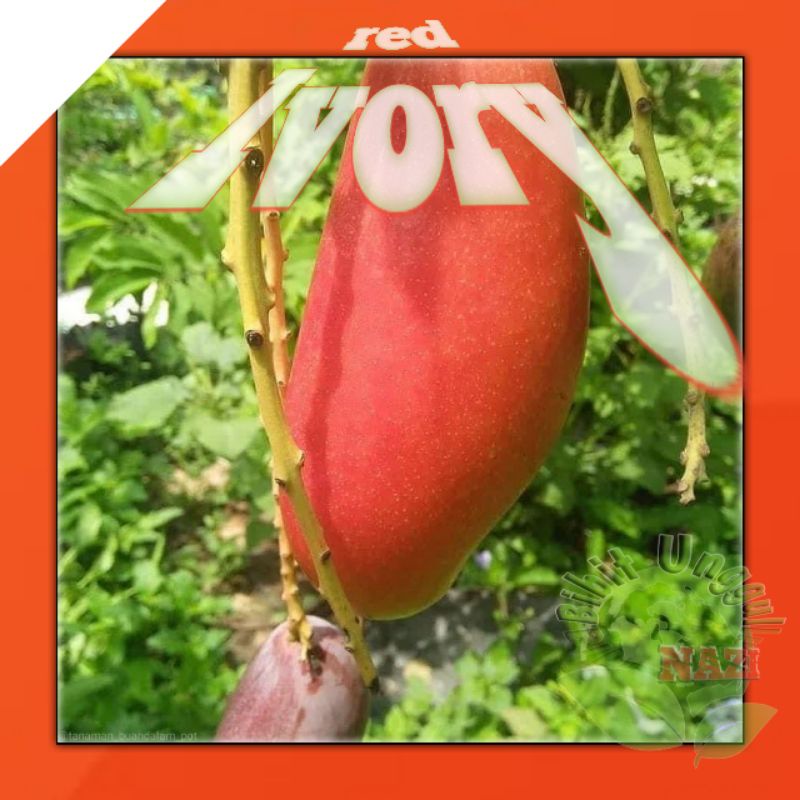 Jual Bibit Mangga Red Ivory Super Unggul bisa TABULAMPOT | Shopee Indonesia
