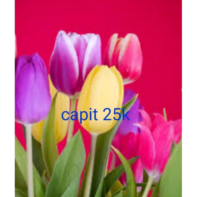 Jual CAPIT | Shopee Indonesia