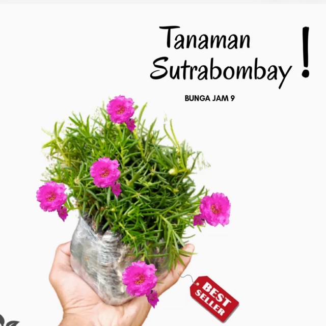 Jual Tanaman hias sutra bombay bunga ungu-tanaman hias bunga jam 9 ...