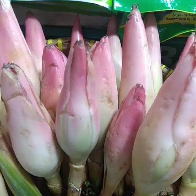 Jual Kincung /kecombrang ,berat 1kg | Shopee Indonesia