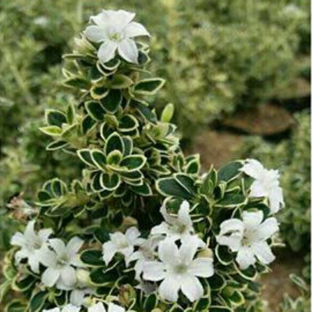 Jual tanaman hias mirten varigata | Shopee Indonesia