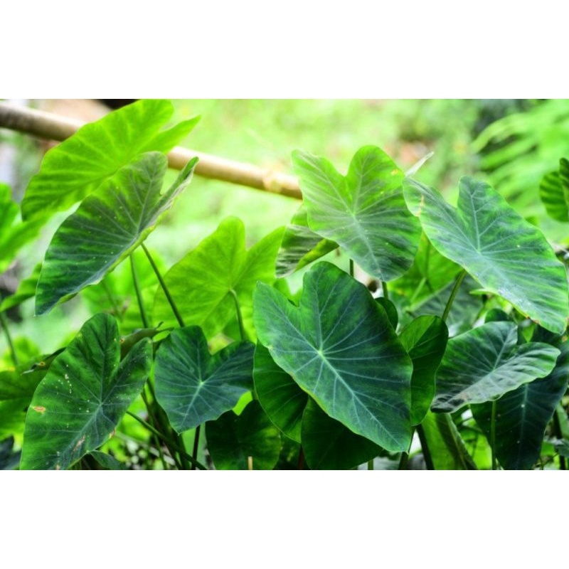 Jual daun talas lompong sayur segar 1kg | Shopee Indonesia