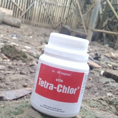 Jual Tetra Chlor Botol isi 50 Tablet / Obat Ayam Ternak / Obat Ngorok ...
