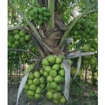 Jual BIBIT KELAPA Hibrida GENJAH ENTOK / BIBIT KELAPA HIBRIDA GENJAH ...