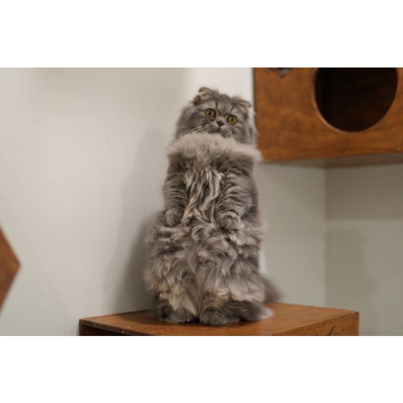 Jual Kucing kitten Munchkin Gaelic (munchkin x scottish fold) abu ...