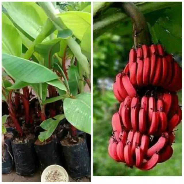 Jual Bibit Pisang Merah /Pisang Kidang Enak | Shopee Indonesia