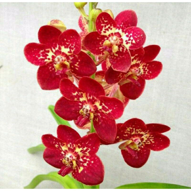 Jual Anggrek Dendrobium Meisha-sudah knop/spike-sudah kuncup-siap ...