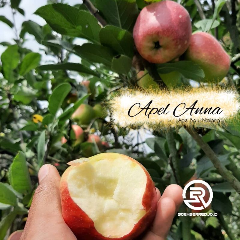 Jual Bibit Apel Ana Merah | Shopee Indonesia
