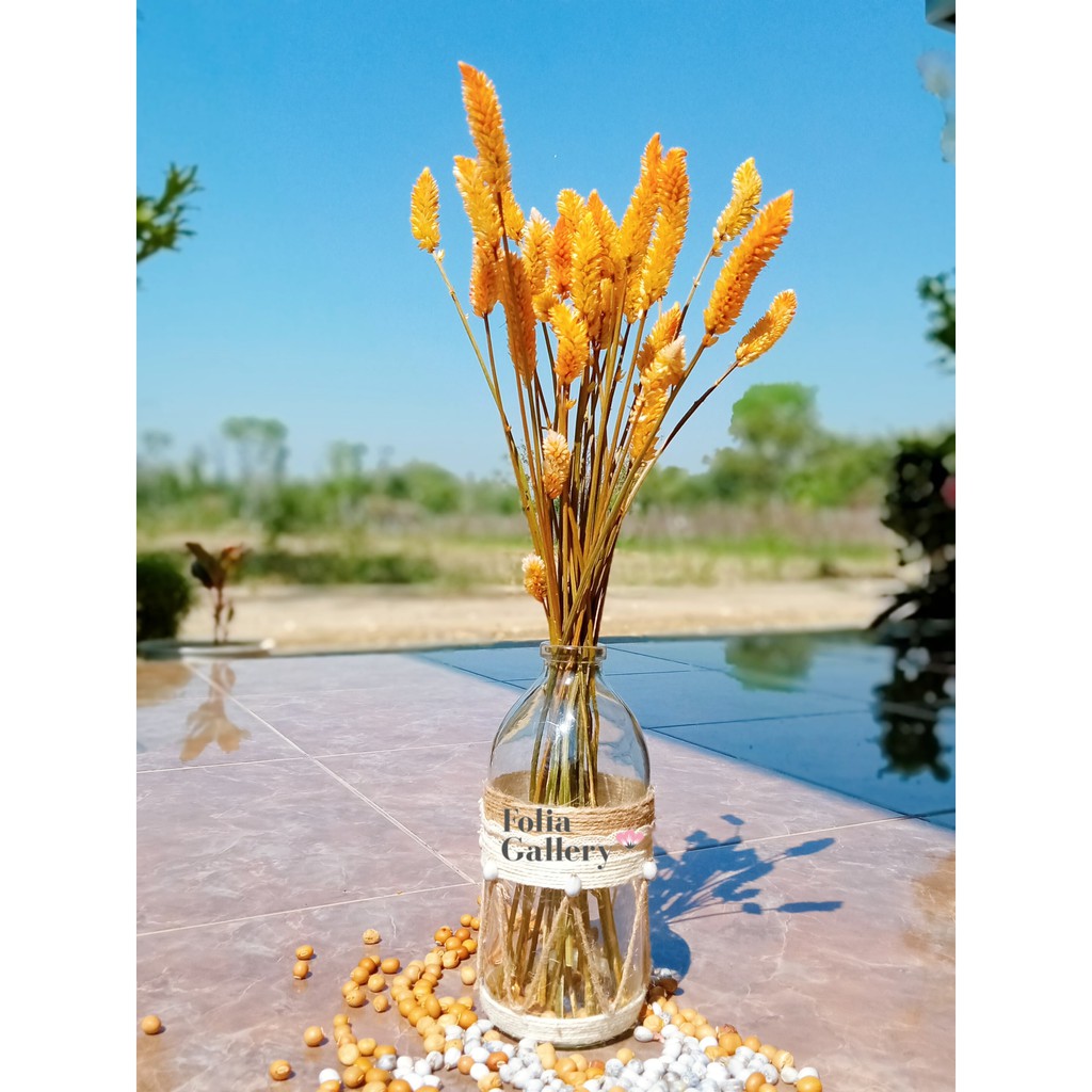 Jual FG- 10 PCS Dried Boroco warna Yellow Lagurus Phalaris Bunny Tail ...