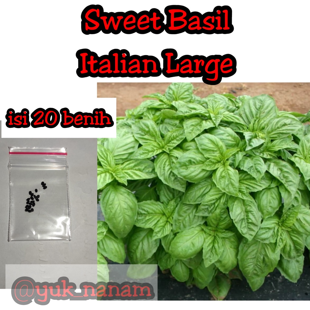 Jual 20 Benih Herb Sweet Basil Italian Large Leaf Bibit Sayuran Herba ...