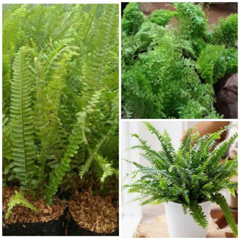 Jual 3 PAKET TANAMAN PAKIS =PAKIS KELABANG - PAKIS EMBUN - PAKIS BOSTON ...