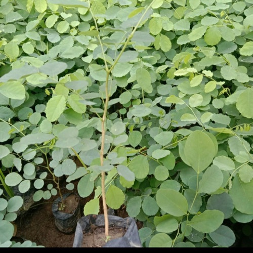 Jual BIBIT TANAMAN POHON SONOKELING | Shopee Indonesia