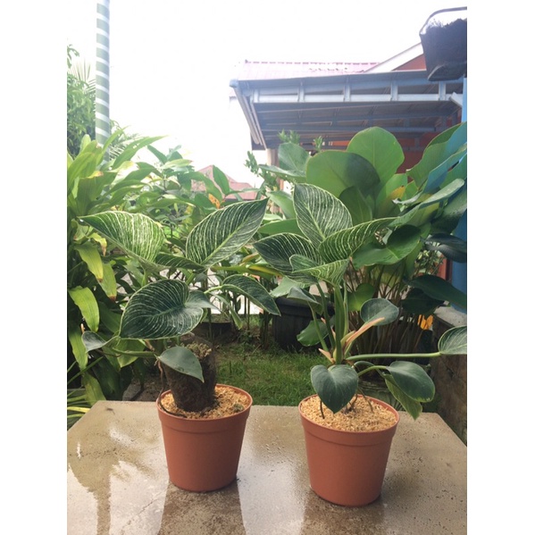 Jual philo birkin (bisa vc dulu untuk pilih yg mana) | Shopee Indonesia