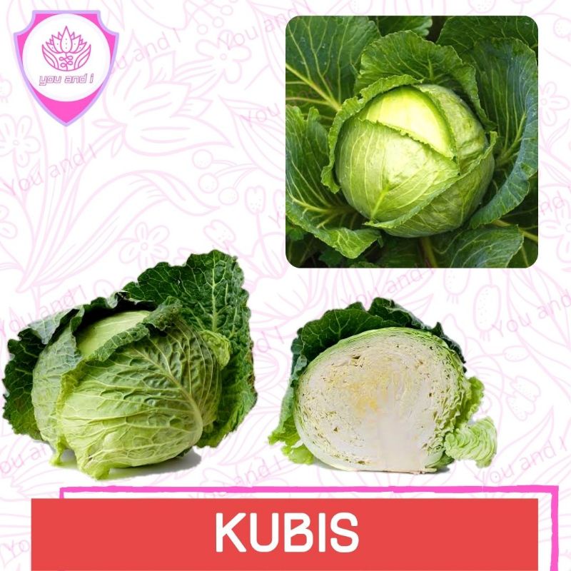 Jual Benih KUBIS [isi-10] Giant Hibrida F1 Biji Sayur | Shopee Indonesia