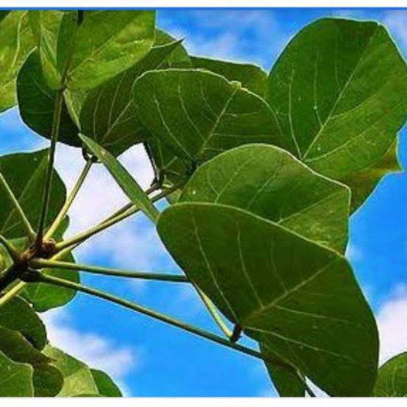 Jual DAUN DADAP DAUN TAWA 6 LEMBAR | Shopee Indonesia