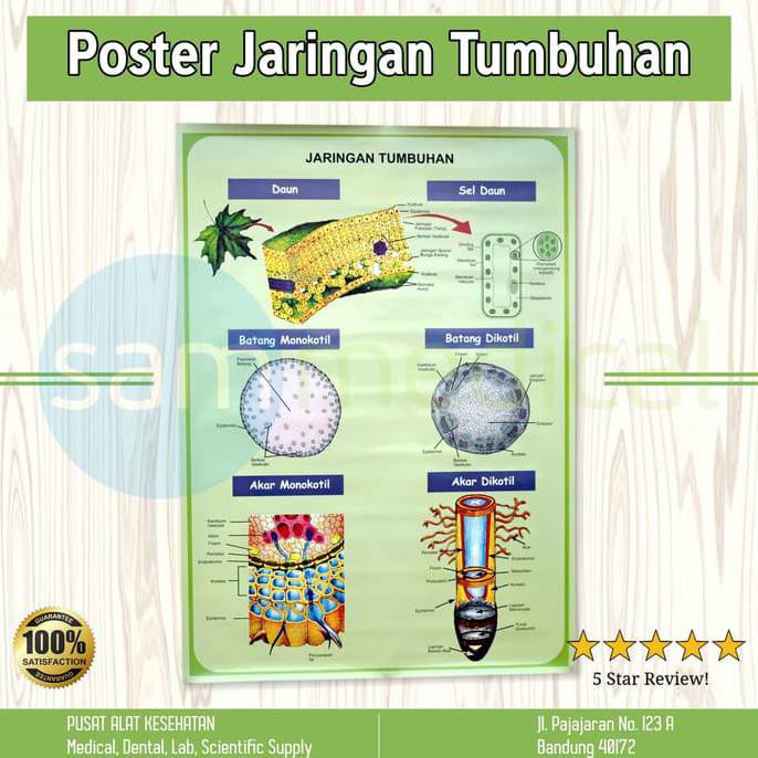 Jual POSTER GAMBAR JARINGAN TUMBUHAN TERLARIS | Shopee Indonesia