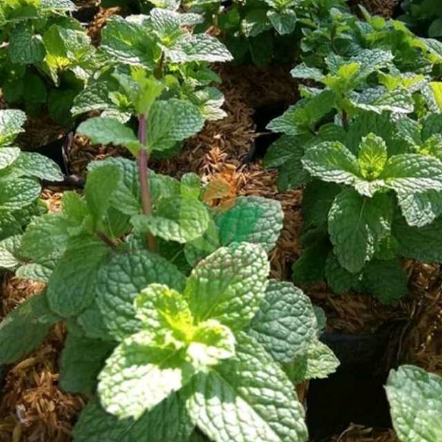 Jual Pohon mint/daun mint/pohon herbal mint-mint untuk campuran makanan ...
