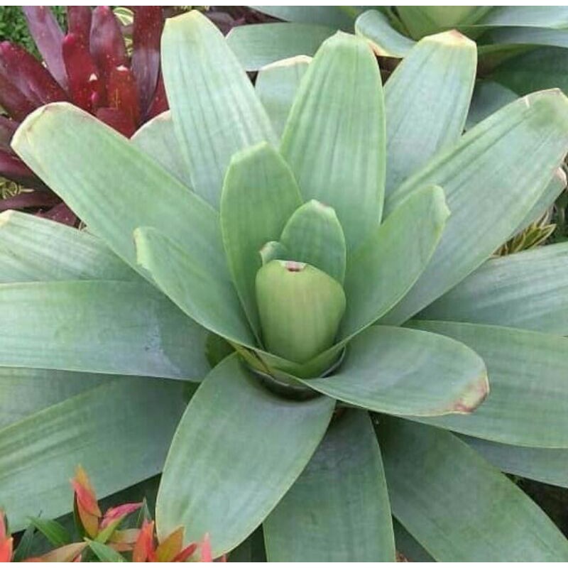 Jual Tanaman Hias Bromelia Giant green/Bromelia Hijau ukuran sedang ...