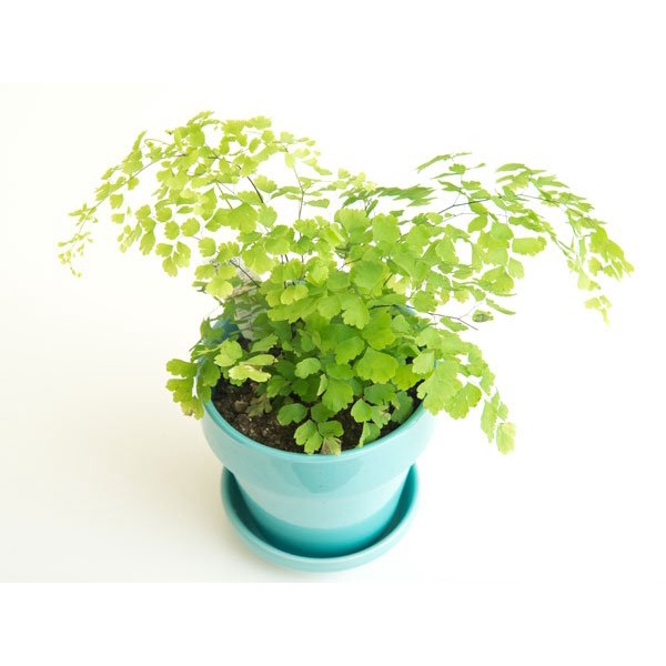 Jual Tanaman Hias Suplir - Adiantum Tenerum - Tanaman Hias Paku ...