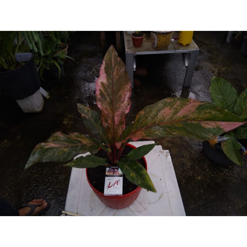 Jual Anthurium Hookeri Varigata Pink | Shopee Indonesia
