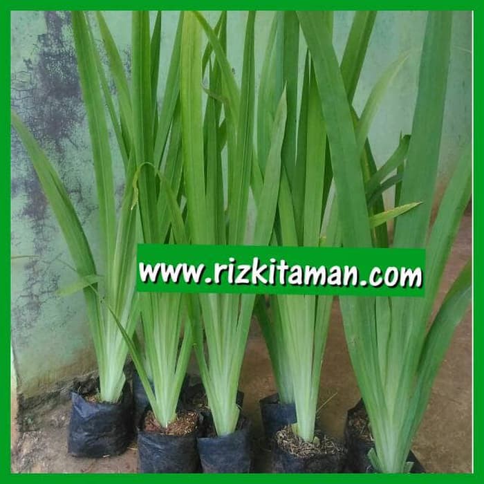 Jual Tanaman Airis/iris bunga kuning, tanaman hias | Shopee Indonesia