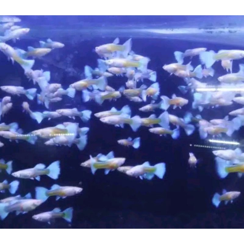 Jual PAKET 6 EKOR IKAN HIAS GUPPY BETINA PLATINUM INDUKAN | Shopee Indonesia