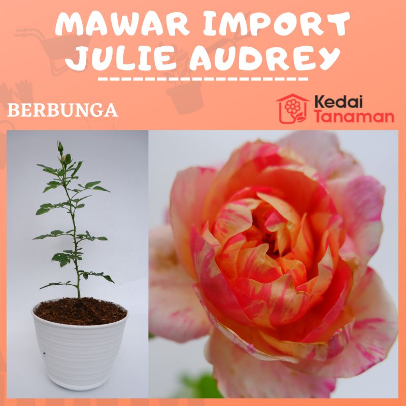 Jual Tanaman Hidup Bunga Mawar Import JULIE ANDREW Berbunga Wangi ...