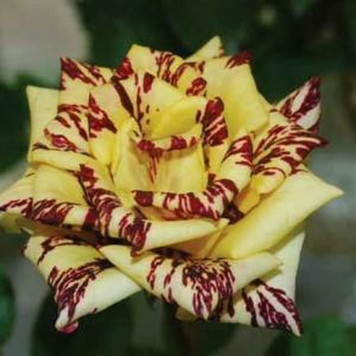 Jual Tanaman Bunga Mawar Batik Kuning | Shopee Indonesia
