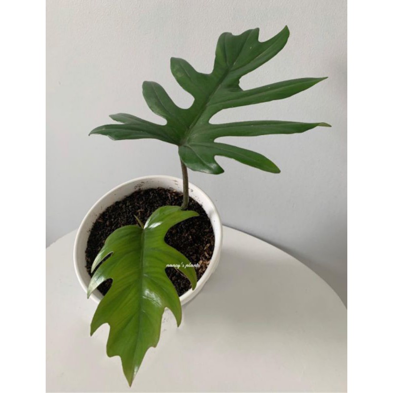 Jual pohon philo mayoi philo jari | Shopee Indonesia