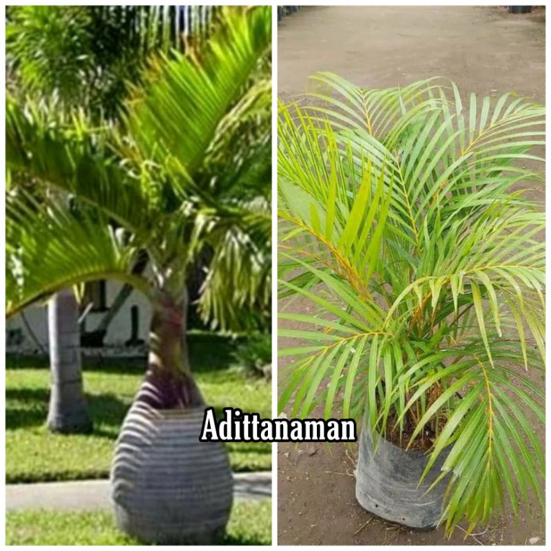 Jual paket hemat 2 tanaman | Pohon Palm kuning pohon palm botol tanaman ... Jual paket hemat 2 tanaman | Pohon Palm kuning pohon palm botol tanaman ...