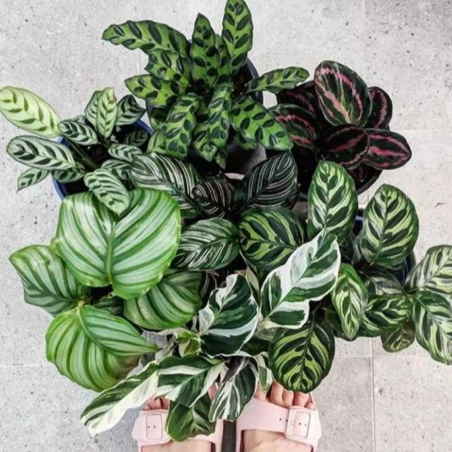 Jual paket hemat 4 tanaman hias calathea - macam calathea | Shopee ...