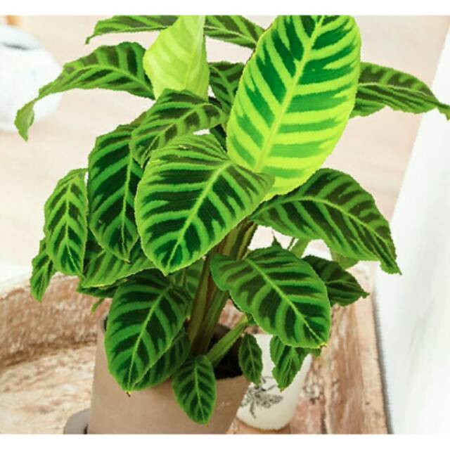 Jual Tanaman Calathea Zebrina ( Zebra Hijau ) | Shopee Indonesia