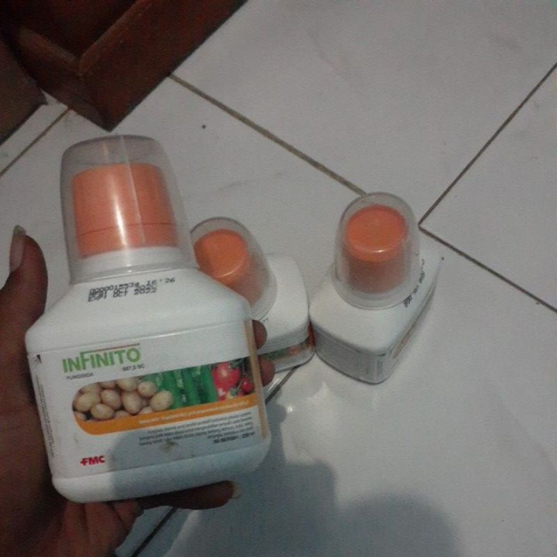 Jual Infinito / Embun tepung / Pytopthora / Oomicetes | Shopee Indonesia