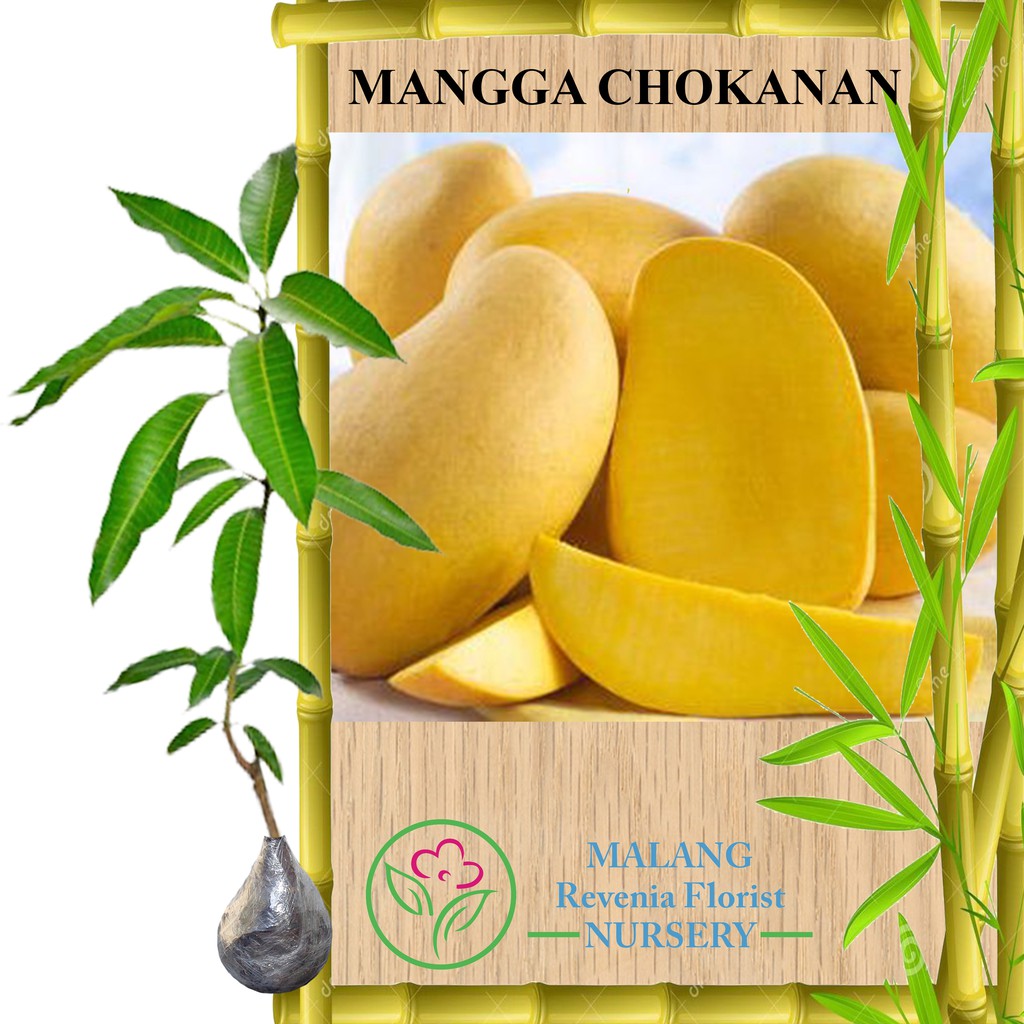 Jual Tanaman Mangga Chokanan (Tinggi 40-60 cm) | Shopee Indonesia