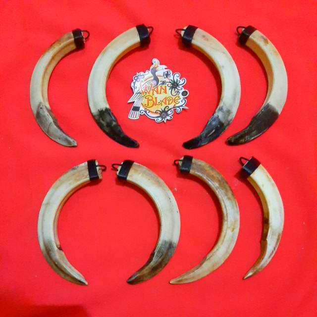 Jual Taring babi hutan asli kalimantan 12.5cm-13.5cm | Shopee Indonesia