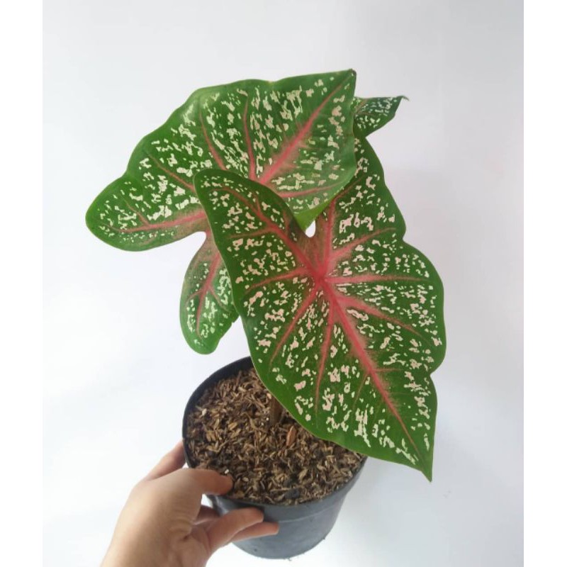 Jual Caladium Red Star | Shopee Indonesia