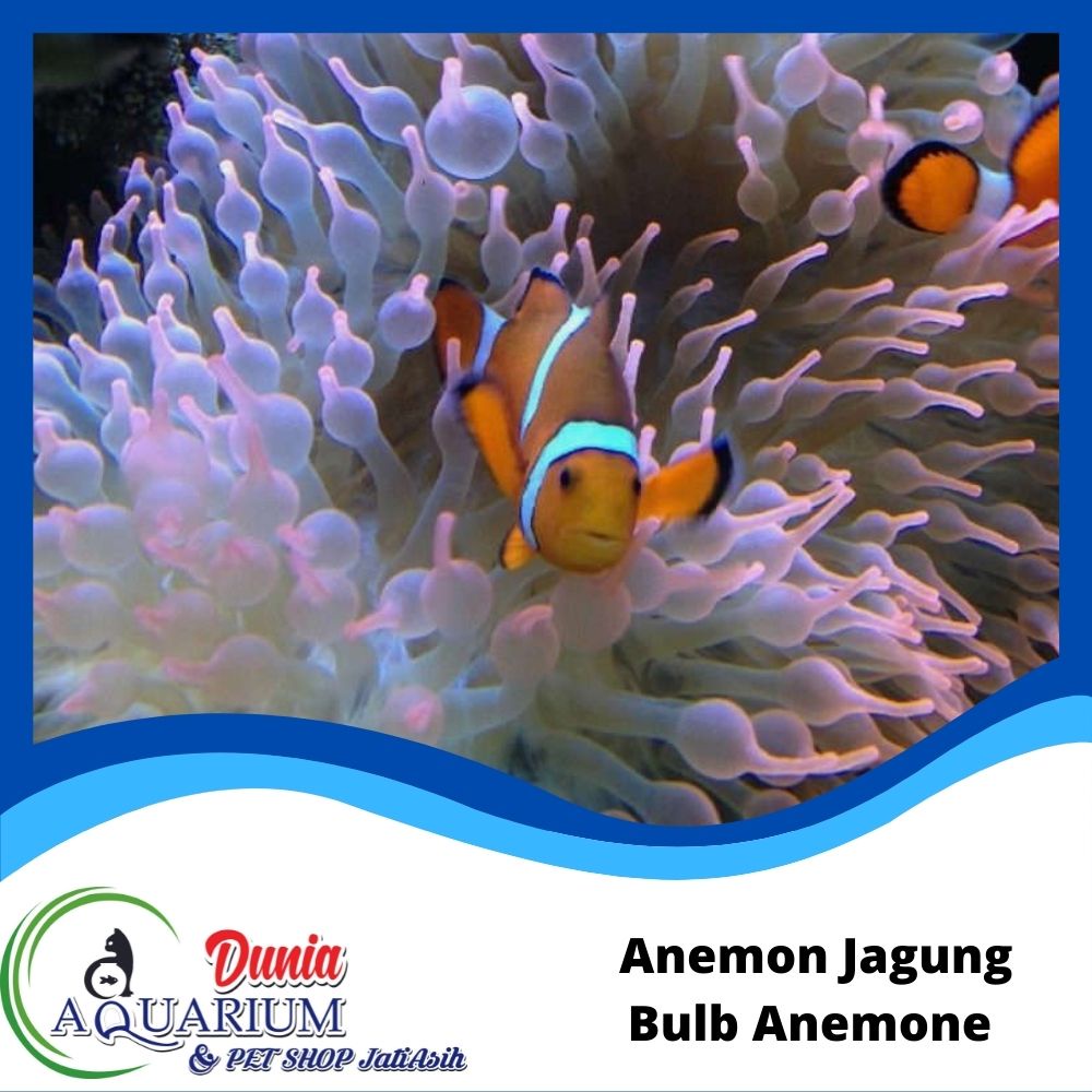 Jual Anemone Jagung Bulb Anemone Rumah Nemo Clown Fish Aquarium Laut ...