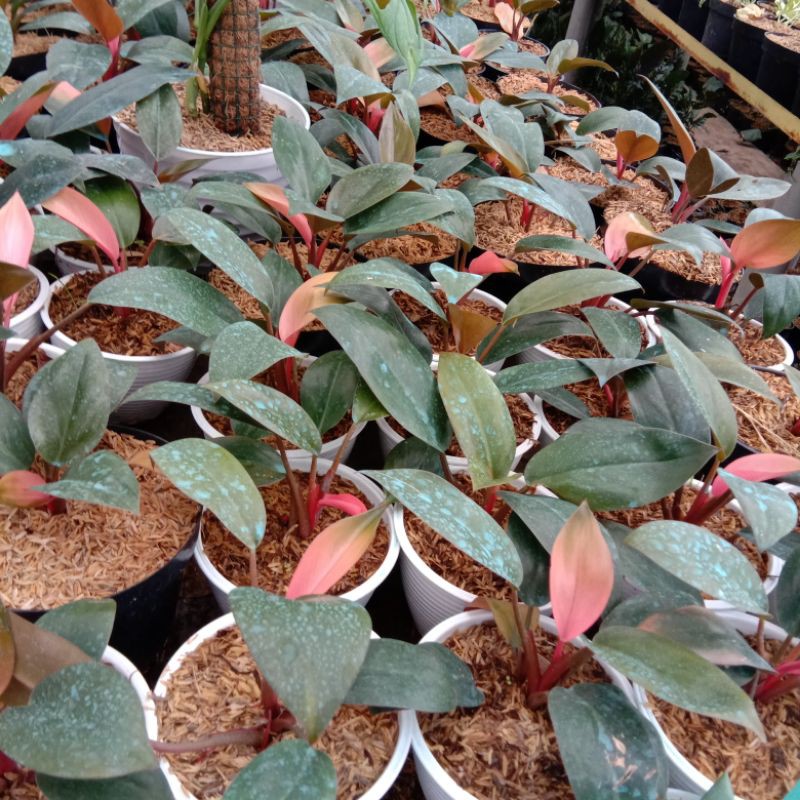 Jual Philodendron philo pink | Shopee Indonesia