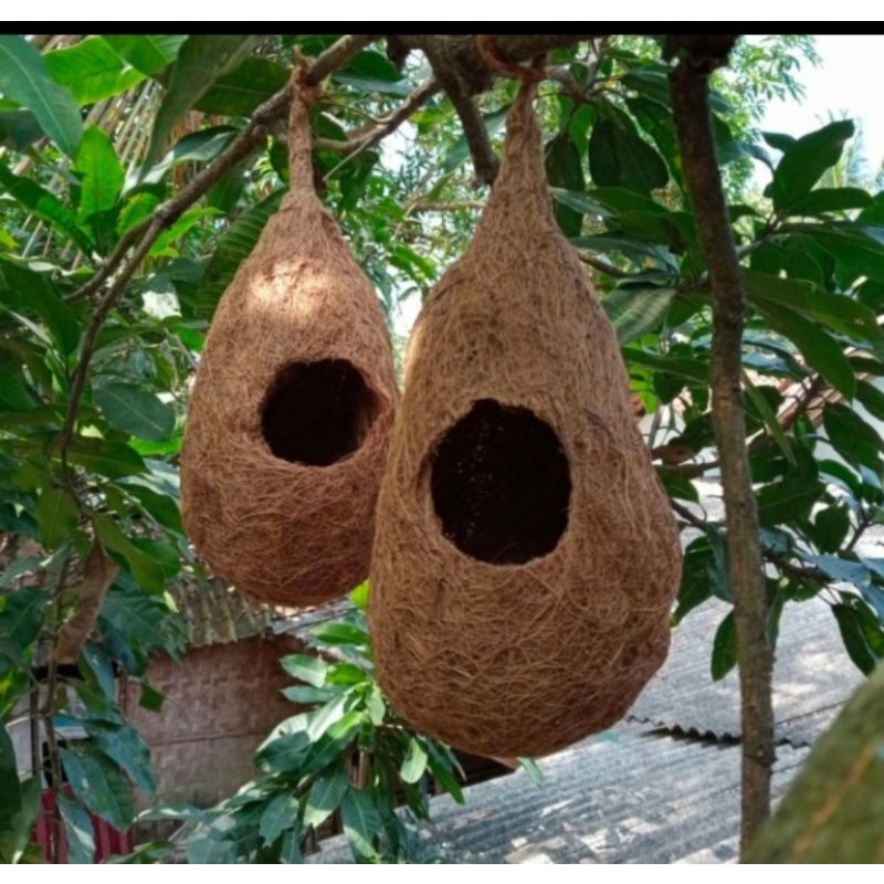 Jual Sarang Burung Dari Sabut Kelapa Jumbo Shopee Indonesia 
