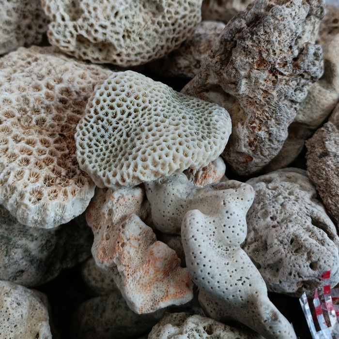 Jual DEADROCK KARANG MATI HIASAN AQUARIUM AIR LAUT REEF TANK | Shopee ...