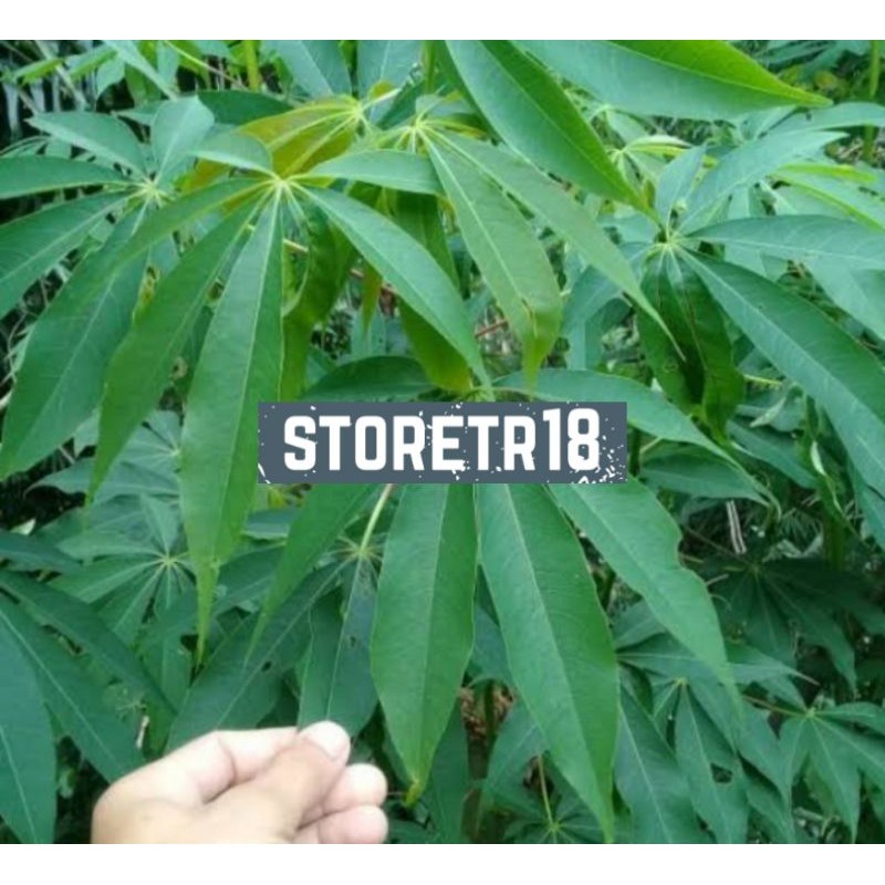 Jual Jual Daun Randu Segar Daun Kapuk 1 kg | Shopee Indonesia